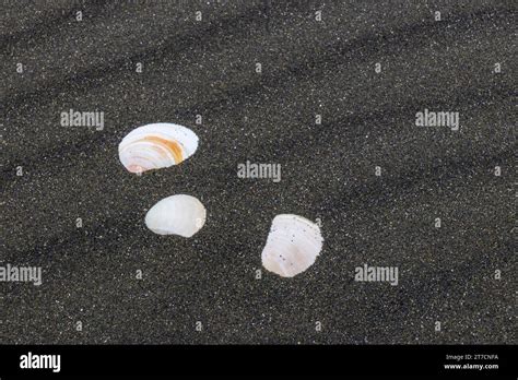 Schwarzer Sand Mit Drei Weißen Muscheln Piha Beach Neuseeland Sand
