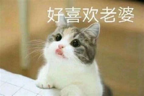 如果你的貓咪做出以下舉動，那麼恭喜你：它已經愛上了你 每日頭條