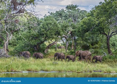 Elefante Africano Del Cespuglio Nel Parco Nazionale Di Mapungubwe