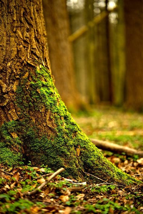 200 000 Free Trunks Of Trees And Tree Trunk Images Pixabay