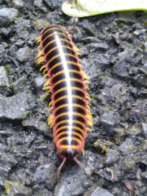 119 Best R Crawlersightings Images On Pholder Psychologist Comes