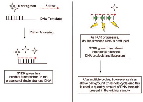 Sybr Green Based Quantitative Pcr Sybr Green Based Quantitative Pcr