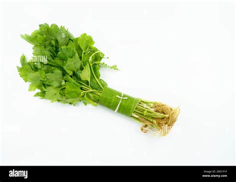 Isolated Bunch Of Organic Asian Celery On White Background Wrapping With Small Banana Leaf And
