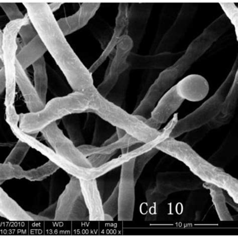 Effect Of Cd On The Growth Of Trichoderma Reesei Fs10 C Values Are