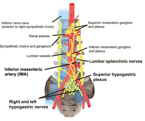 Clinical Consultation Guide Nerve Sparing Techniques For