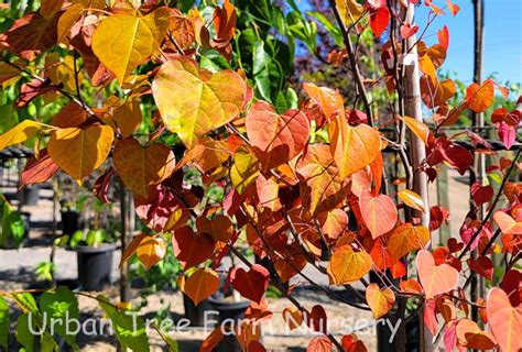 Cercis Canadensis Flame Thrower Urban Tree Farm Nursery