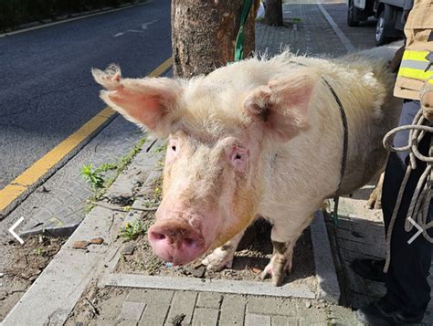 다리 위 뚝 떨어진 돼지 20분의 자유…그뒤 도살장 끌려갔다 중앙일보