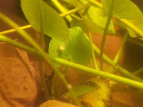 Eastern Newt Egg R Amphibians