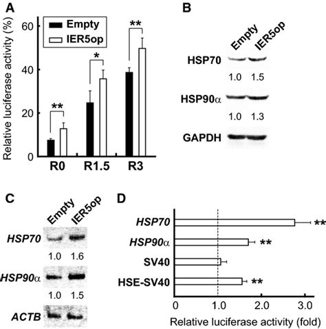 Heat‐induced Expression Of The Immediate‐early Gene Ier5 And Its