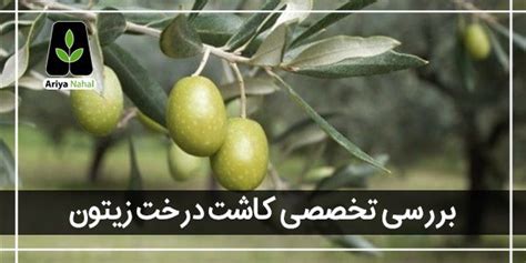 کاشت درخت زیتون نهالستان آریا نهال