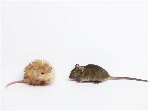 Hoping To Revive Mammoths Scientists Create Woolly Mice Montana Public Radio