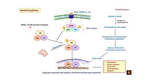 Hodgkins Lymphoma Pptpptx