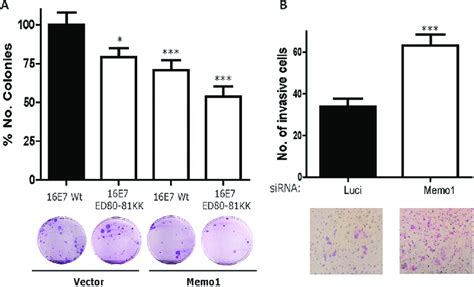 Hpv E7 Induced Transformation Is Reduced In The Presence Of Memo1 A