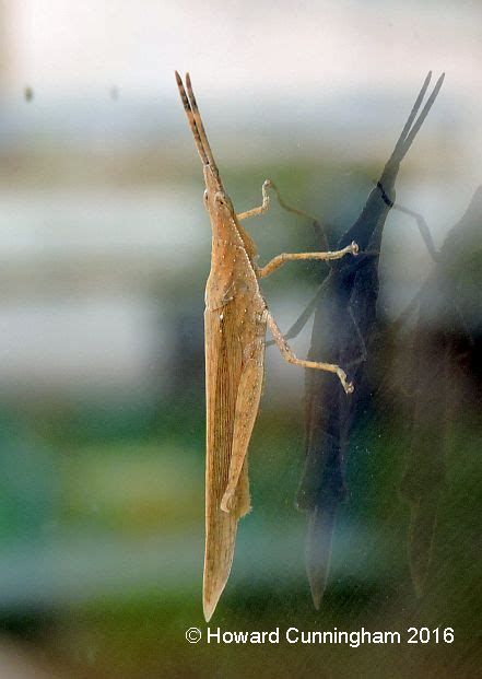 Grasshoppers