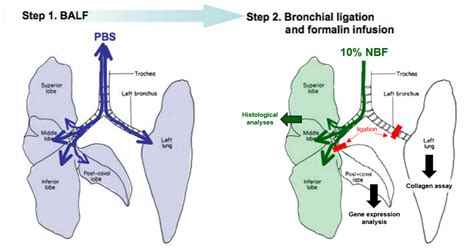 Bleomycin Induced Pulmonary Fibrosis Model Smcラボラトリーズ株式会社