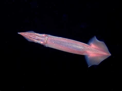 10 Fascinating Types Of Squid With Names And Photos