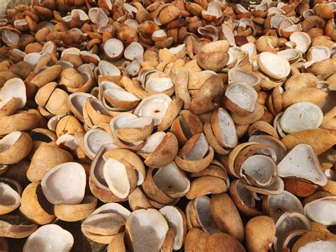 Copra Pt Ruby Privatindo