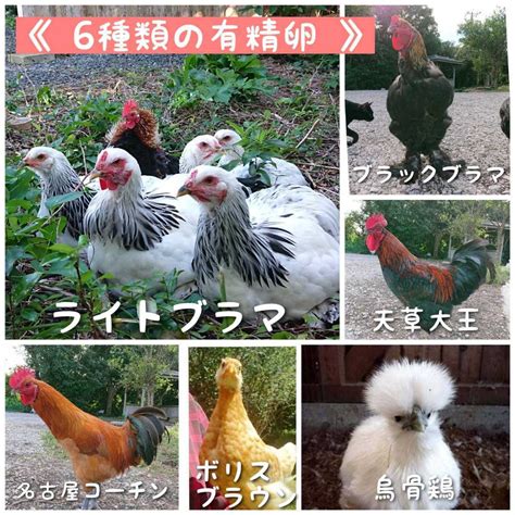 6種類の鶏 有精卵 孵化用 種卵卵｜売買されたオークション情報、yahooの商品情報をアーカイブ公開 オークファン（）