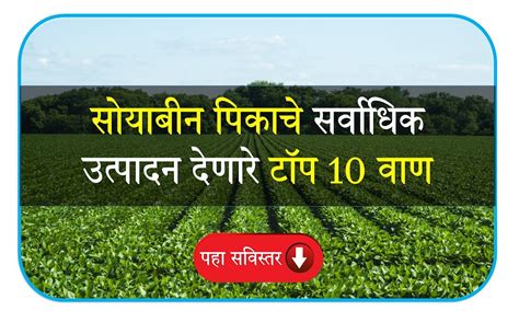 Soybean Top Varieties सोयाबीन पिकाचे सर्वाधिक उत्पादन देणारे 10 वाण ह्या आहेत सोयाबीन च्या
