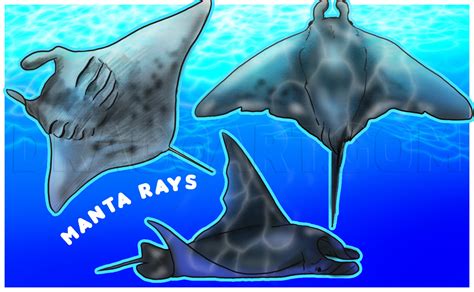 How To Draw A Manta Ray Drawing Step By Step By Dawn Dragoart