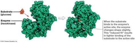 Enzyme Structure Active Site