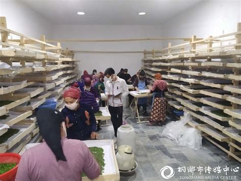 新丝路上授之以渔桐乡蚕宝宝海外吐丝结茧 手机新蓝网
