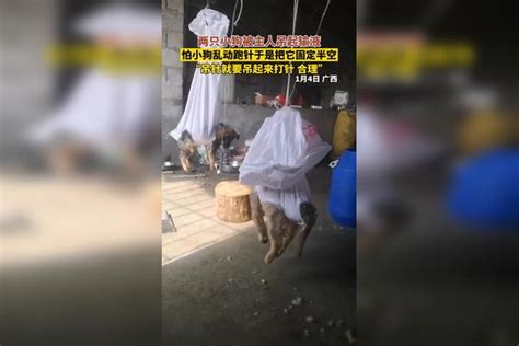 两只小狗被主人吊起输液，怕小狗乱动跑针于是把它固定半空。