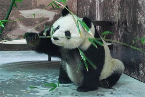 10 Oldest Pandas In The World