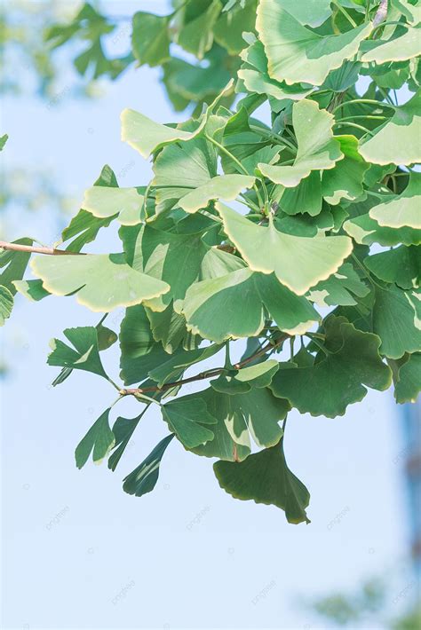은행나무 잎 사진 배경 식물 장식 패턴 초록 배경 일러스트 및 사진 무료 다운로드 Pngtree