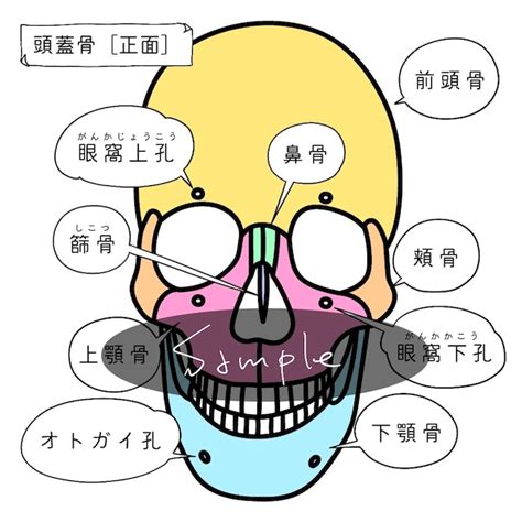 頭蓋骨｜イラスト（正面名称入り） Shirayuki