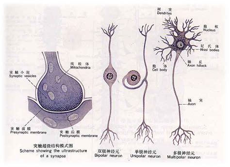 神经系统图谱、神经系统 神经系统总论 理论书籍