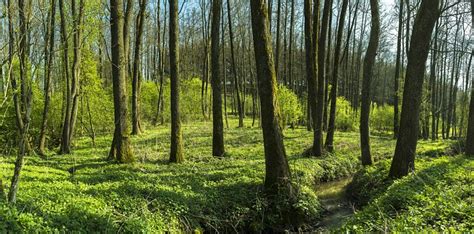 30 Free Forest Wide Angle And Wide Angle Images Pixabay