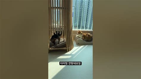 꽁냥꽁냥 귀여운 요키 강아지일상 고양이일상 꽁냥꽁냥 Youtube