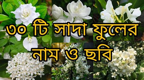 ৩০ টি সাদা ফুলের নাম ও ছবি সাদা রং সেরা ৩০রকমের ফুল গাছ O2 Flower