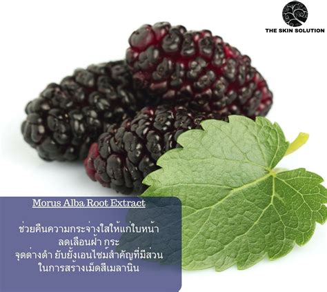 Morus Alba Root Extract Benefits Cherry Blossom Total White Snail