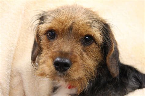 Adopt This Pet Ronnie Is A Dachshund Mix Who Loves To Play Bellevue