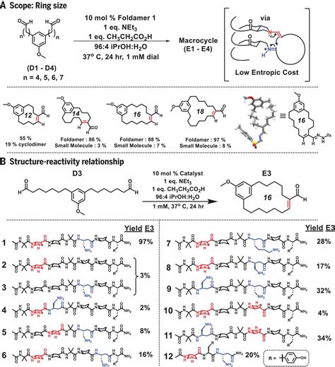 Foldamer Templated Catalysis Of Macrocycle Formation Science