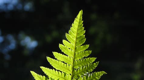 Co2 Gesetz Wer Bei Einem Ja Gewinnt Propelletsch
