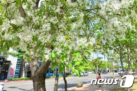 이팝나무 꽃이 피었습니다 네이트 뉴스