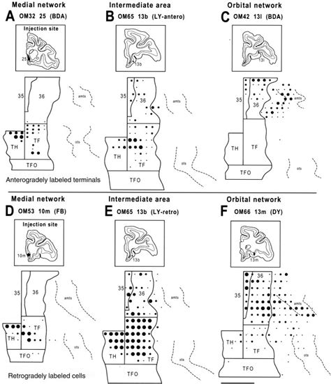 Unfolded Maps Illustrating The Distribution Of Anterogradely Labeled
