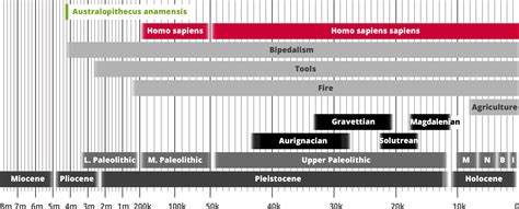 Tibia Do Australopithecus Anamensis