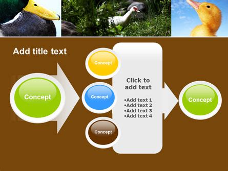 Duck Presentation Template For PowerPoint And Keynote PPT Star