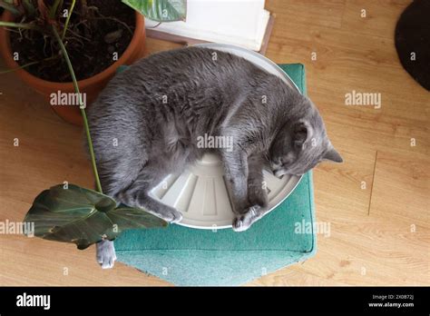 Gray Black Cat Lying Down Resting And Observing Life And Things Around