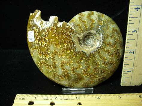 Ammonite With Suture Patterns 052520m The Stones And Bones Collection