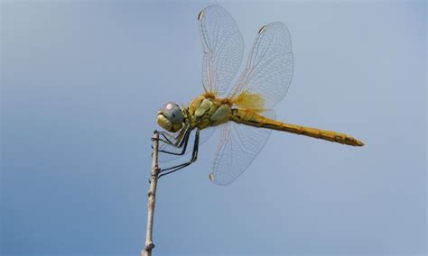 Premium Photo Dragonfly Macro 1
