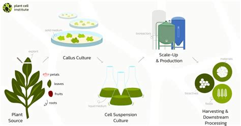 Great Overview Of Plant Cell Culture Based Biomanufaturing David Mcelroy