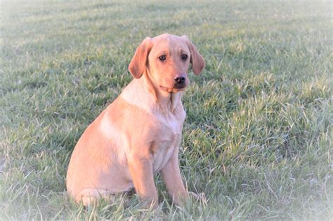 Lab Gsp Mix
