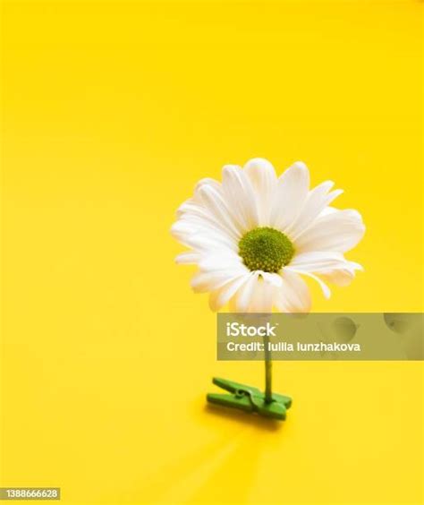 노란색 배경에 서 흰색 데이지 꽃의 클로즈업 0명에 대한 스톡 사진 및 기타 이미지 0명 개념 공휴일 Istock