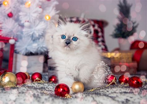 Our Kittens Angels Joy Siberian Cats
