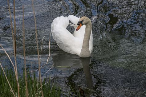 Svan Fågel Vattenfågel Gratis foto på Pixabay Pixabay